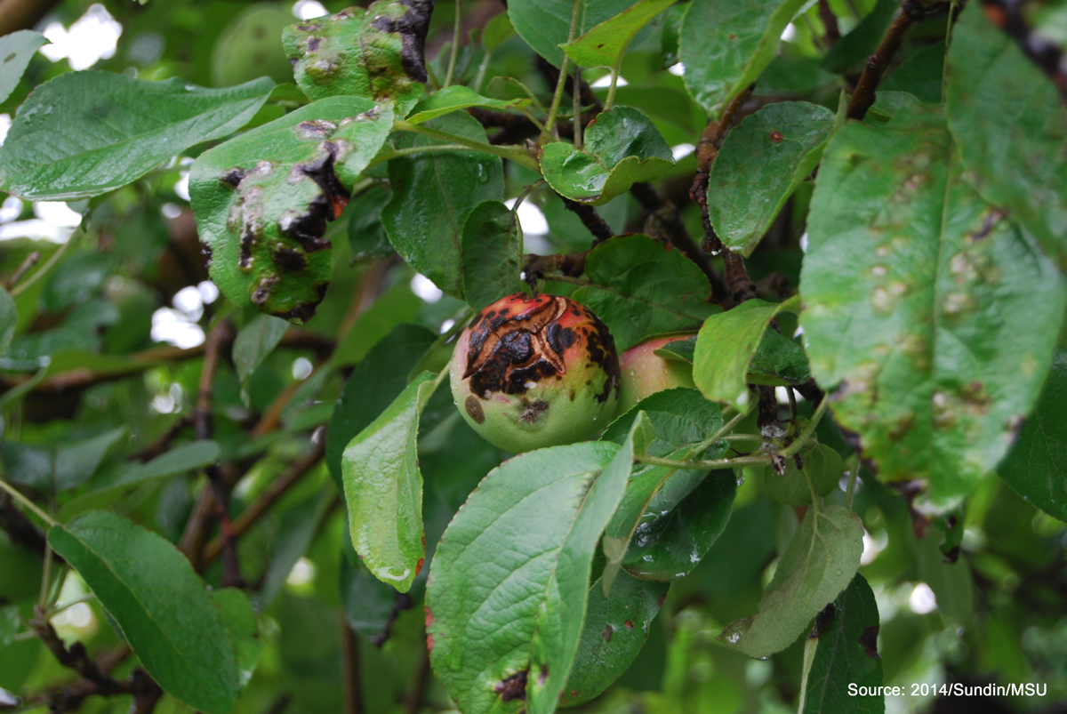 How to Solve Problems You Might Face When Growing Apples - HubPages