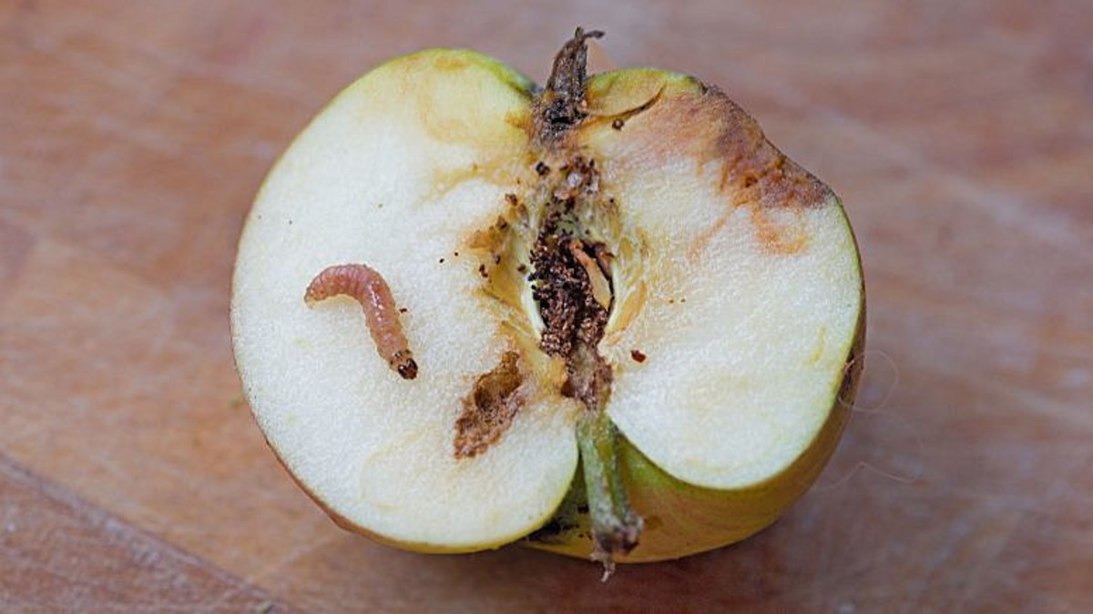 How to Solve Problems You Might Face When Growing Apples - HubPages
