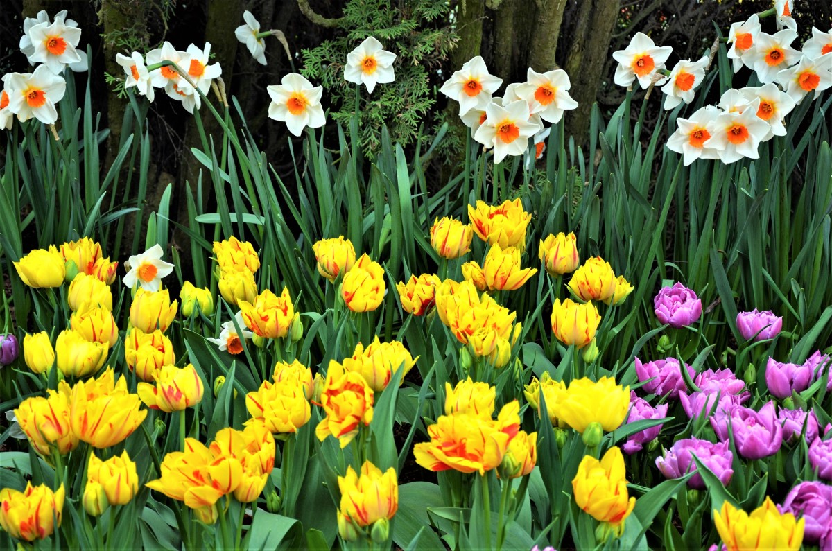 My Favorite Flower Bulbs for Spring Flowers - HubPages