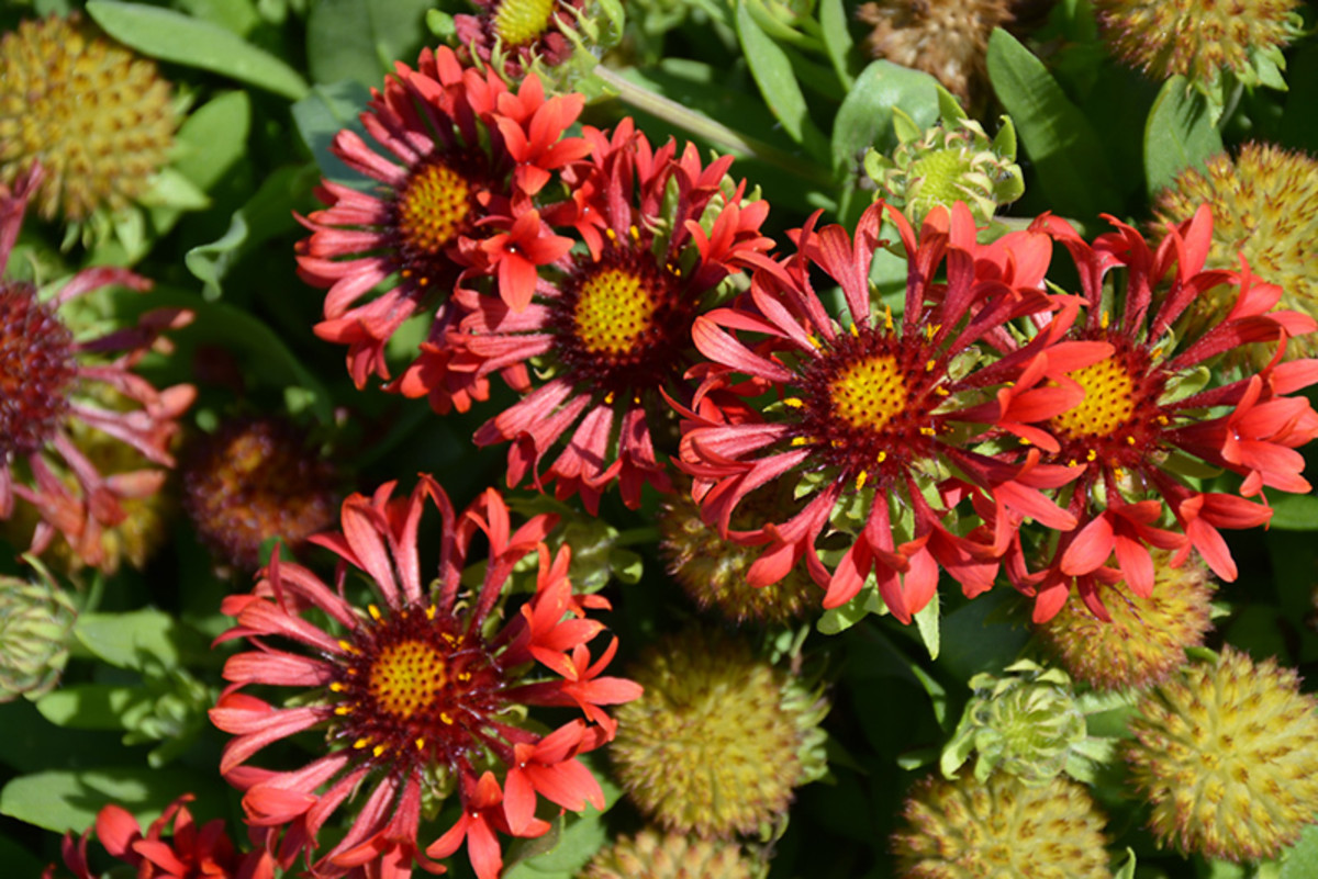 Colorful Blanket Flowers Are Adored by Butterflies, Birds, and Bees ...