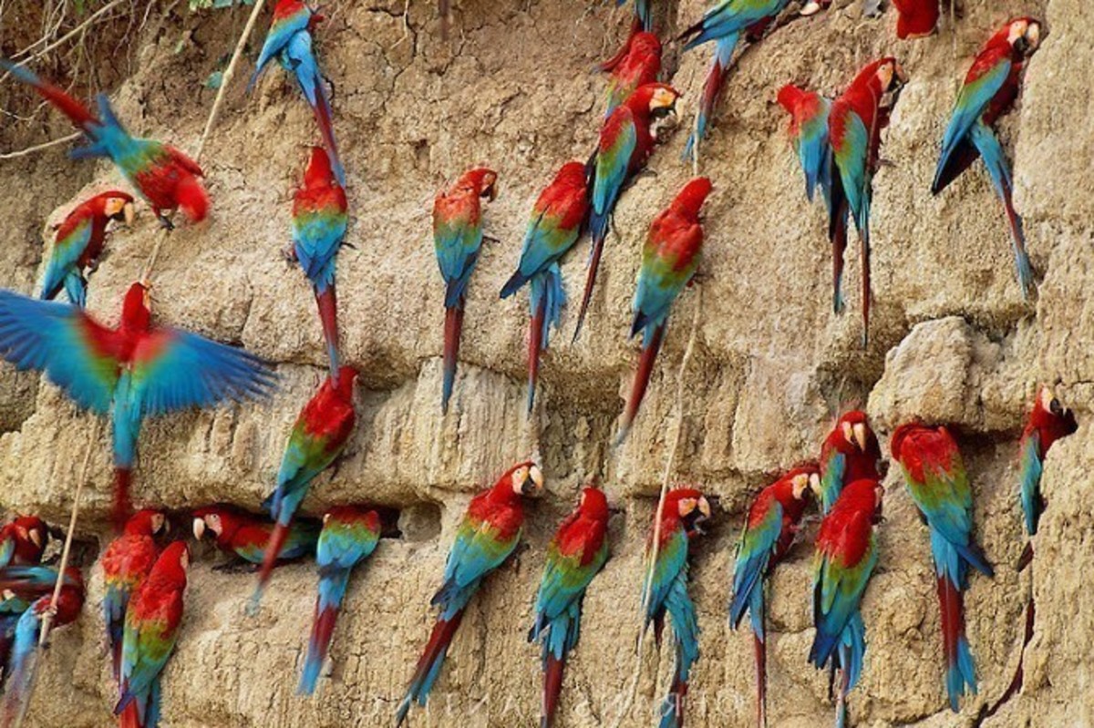 Peru's Manu National Park and Biosphere Reserve Is a Haven for ...