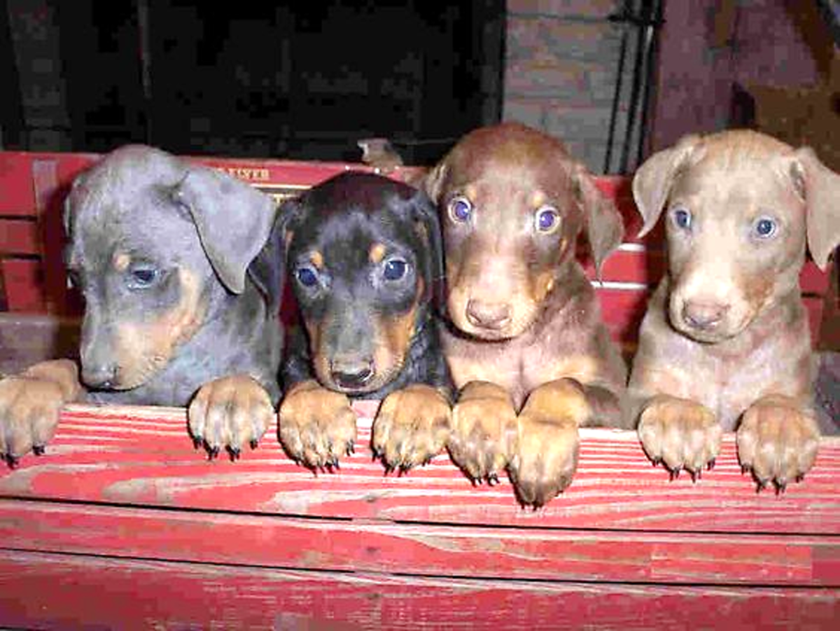Doberman Pinscher Coat and Color Varieties - HubPages