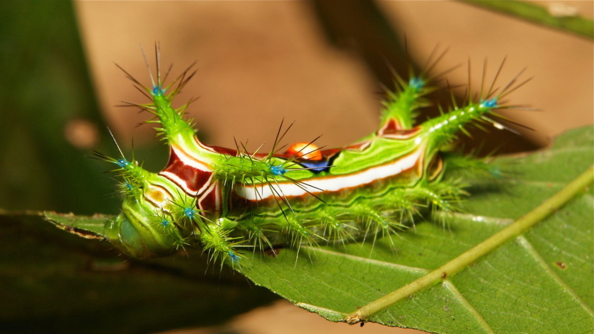 The Colorful Stinging Nettle Caterpillar Is No Clown - HubPages