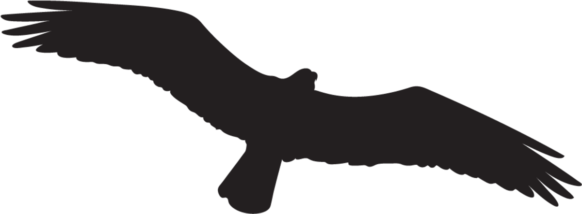 How to Identify Bald Eagles by Wing Pattern - HubPages