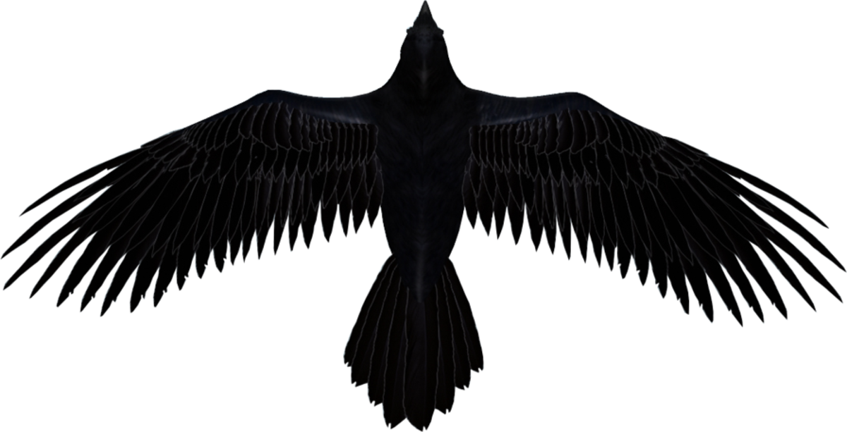 How to Identify Bald Eagles by Wing Pattern - HubPages