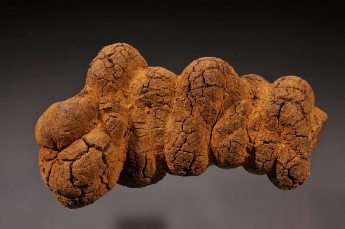 Diversity of Life on Earth Millions of Years Ago Revealed in Preserved ...