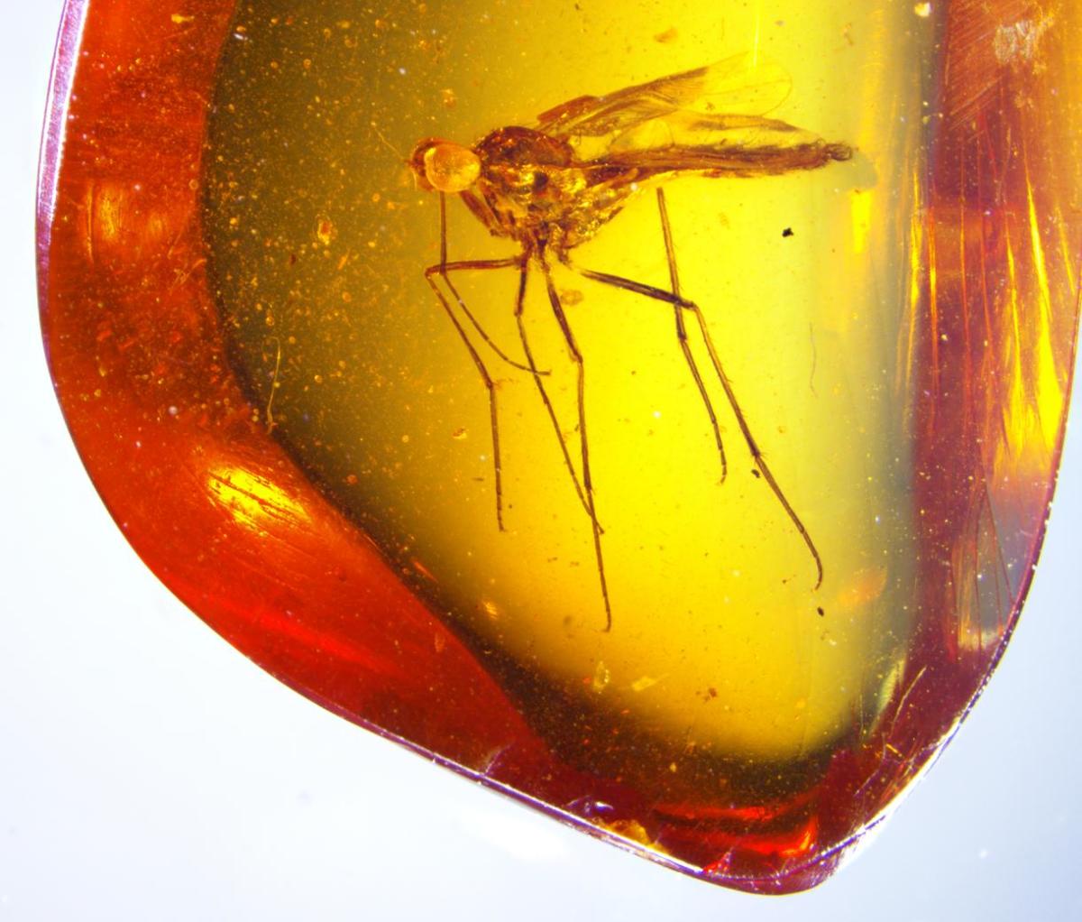 Diversity of Life on Earth Millions of Years Ago Revealed in Preserved ...