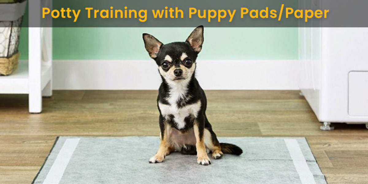 Everything You Need to Know About Potty Training a Puppy - HubPages
