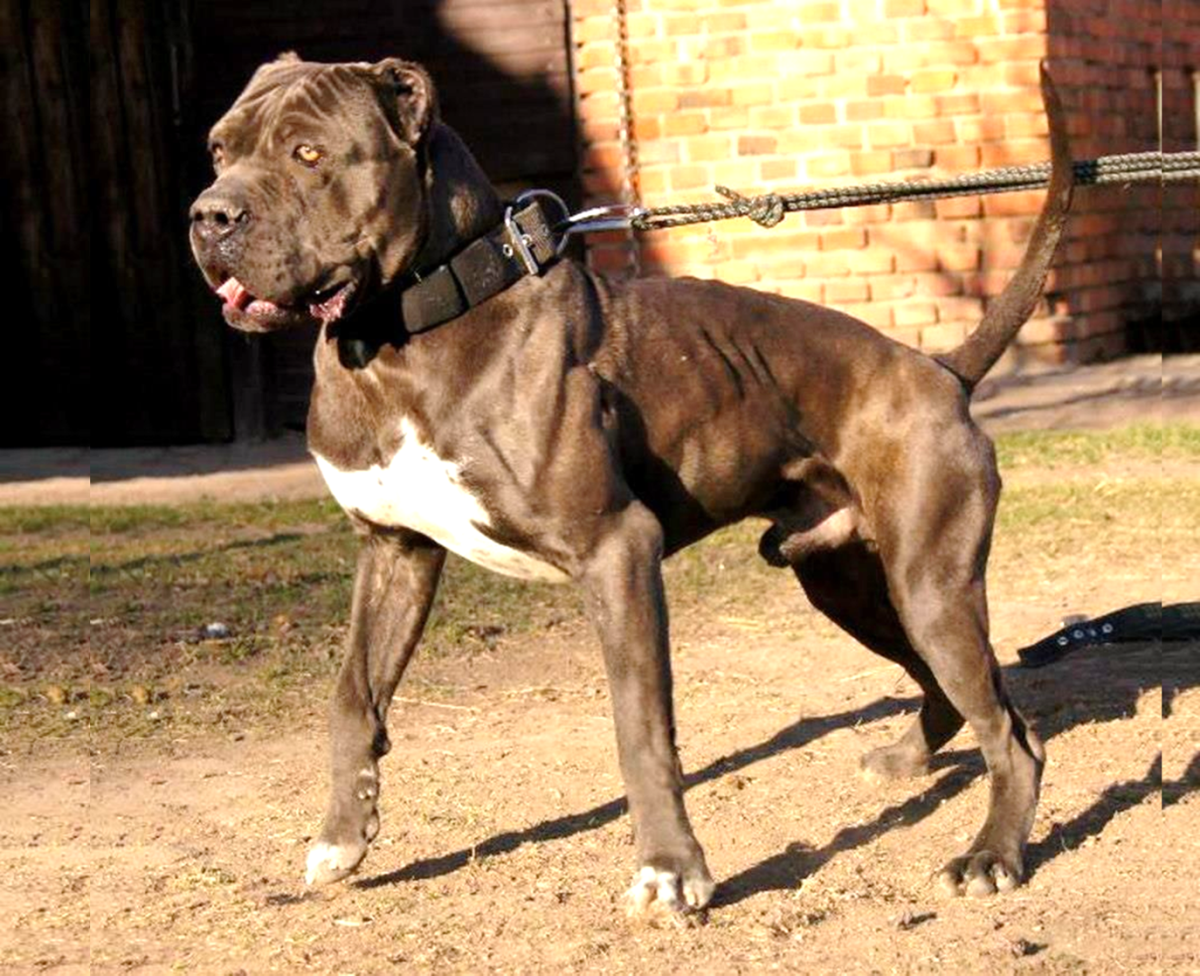 18 Dog Breeds Banned or Restricted in Indian Cities - HubPages