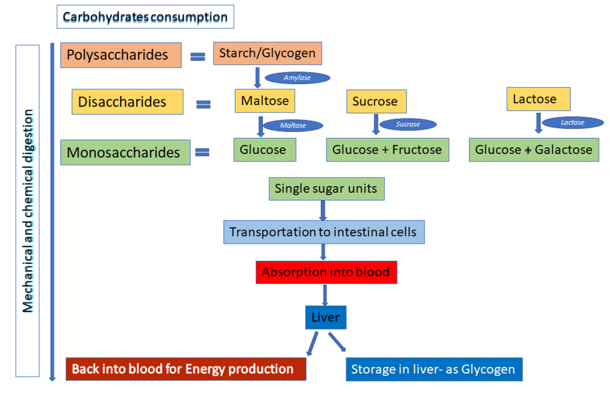 Sugars and Non-Nutritive Sweeteners - HubPages