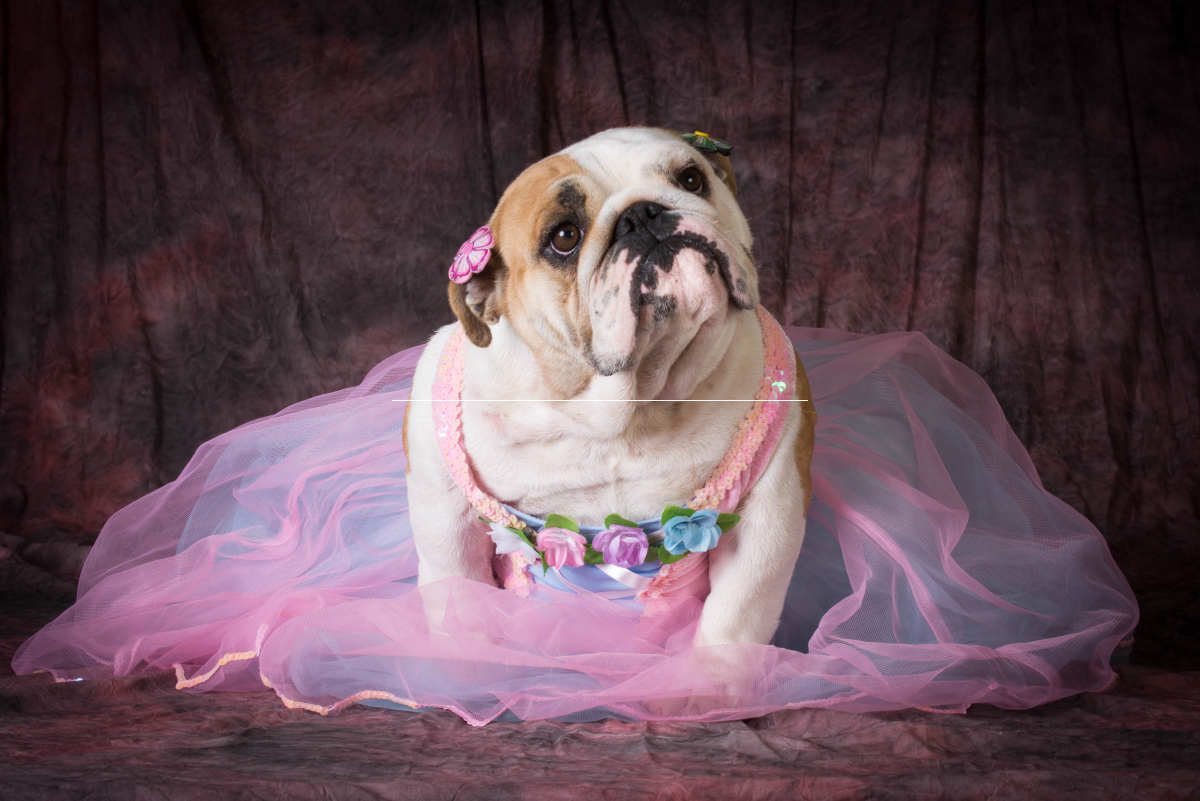 What Is The Name Of A Female Dog What Is The Name Of A Female Dog