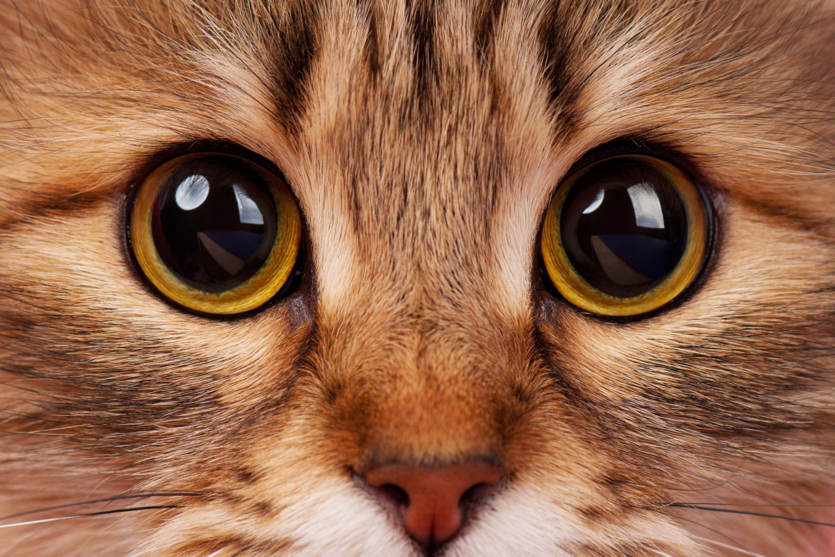 95 Names For Cats With Big Eyes PetHelpful
