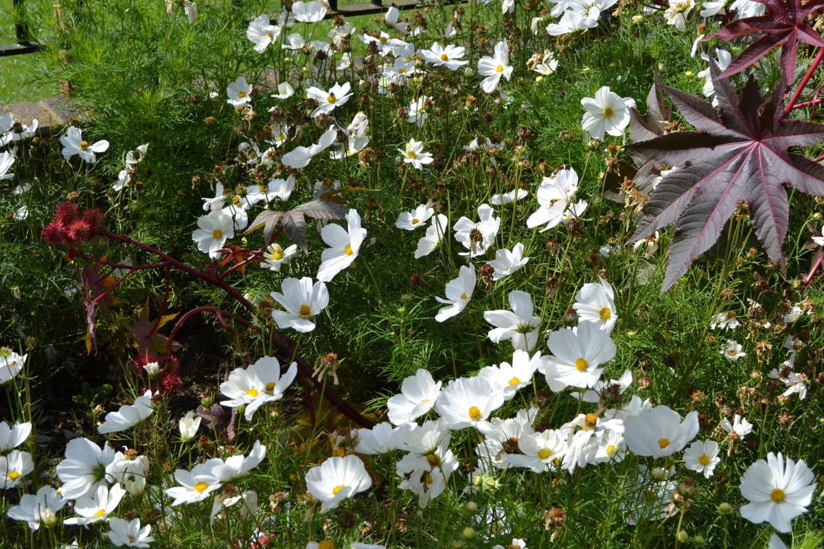 Lazy Days Of Summer Poem - HubPages