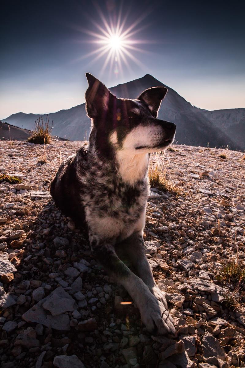 6 Fascinating Facts About Dogs That Will Leave You Amazed - HubPages