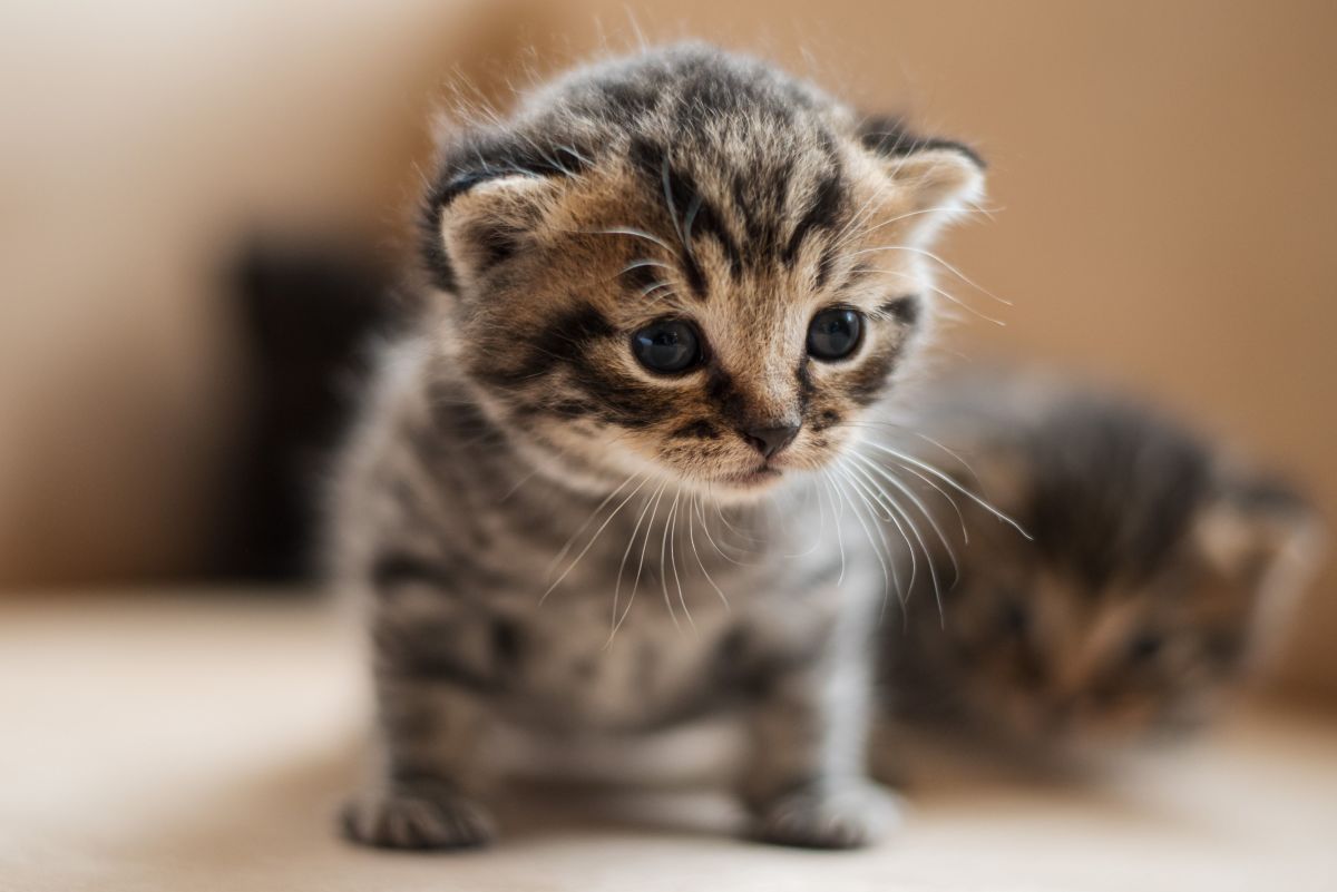 Pictures Of Cats Pictures Of Cats