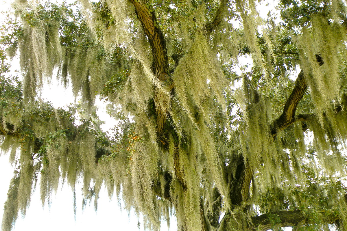 Beautiful Trees and Their Textures - HubPages