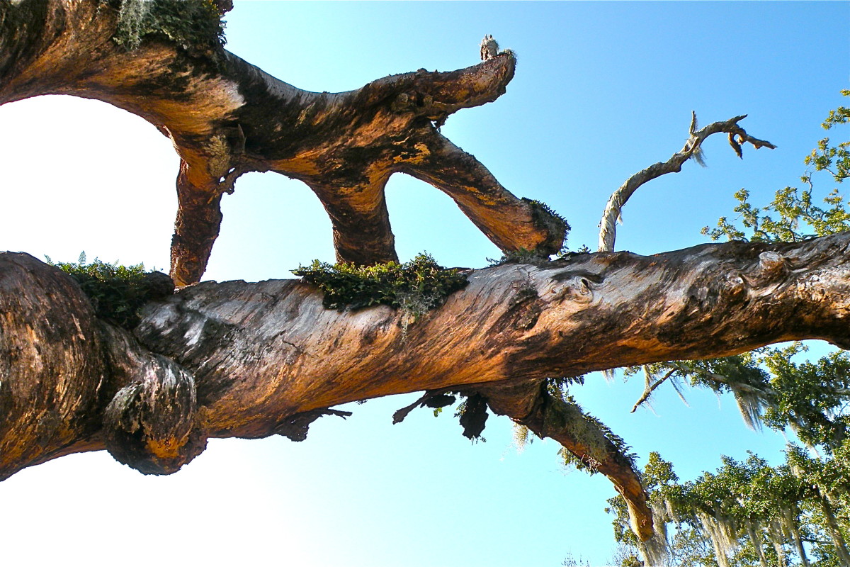 Beautiful Trees and Their Textures - HubPages