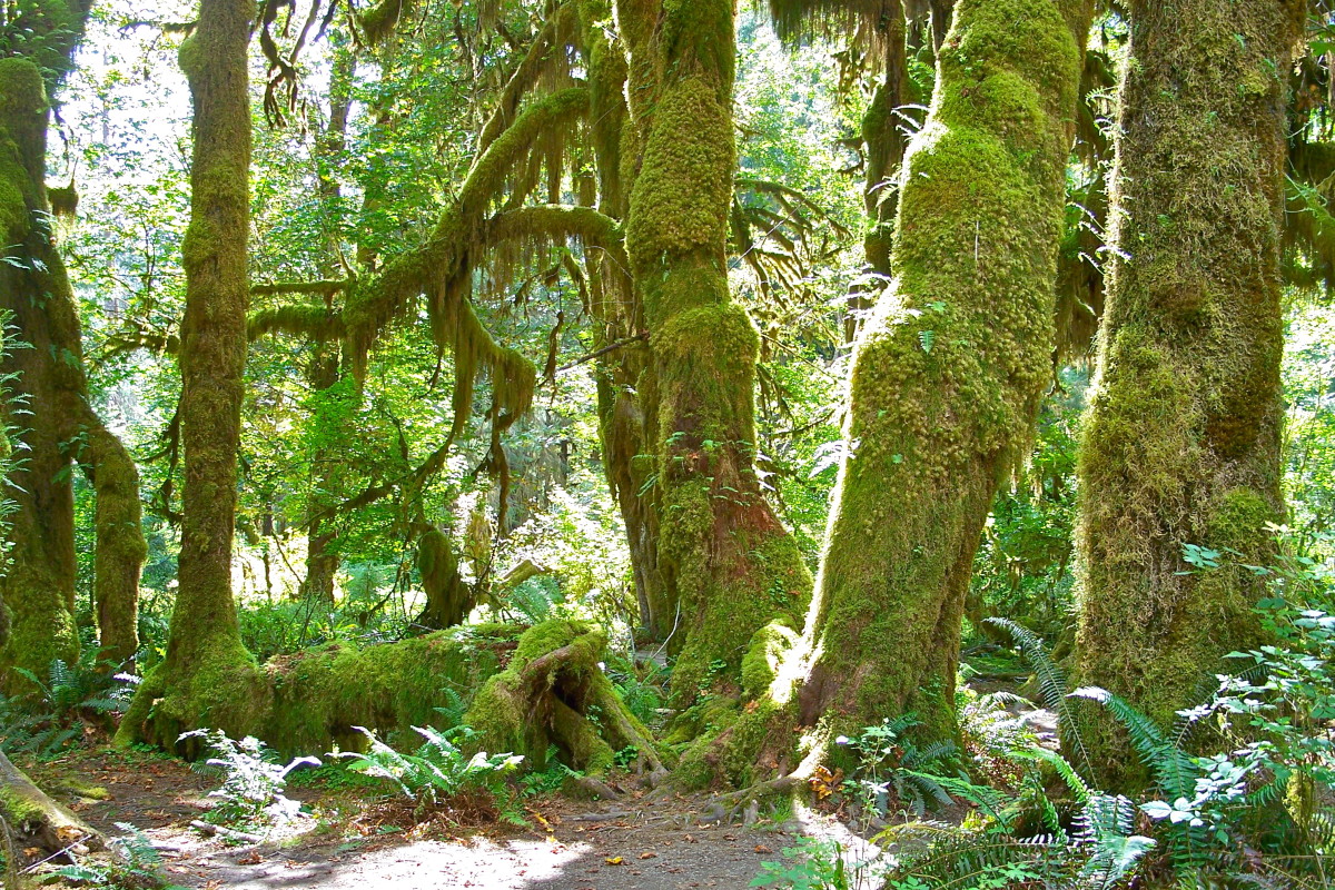 Beautiful Trees and Their Textures - HubPages