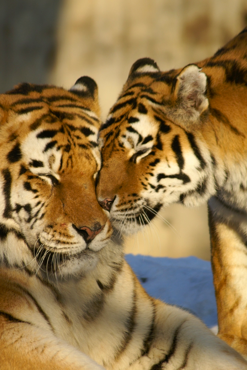 The Marvelous Tigers of the World - HubPages