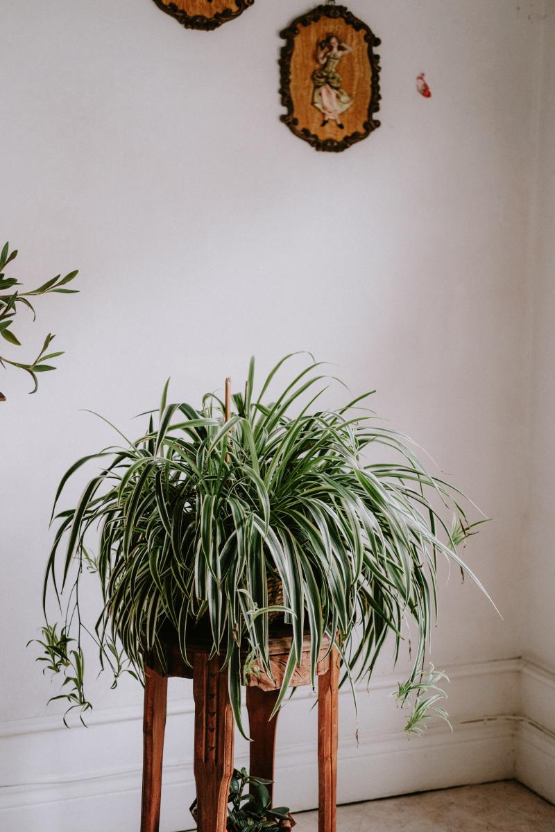 Green Clean: Using Plants to Improve Indoor Air Quality - HubPages