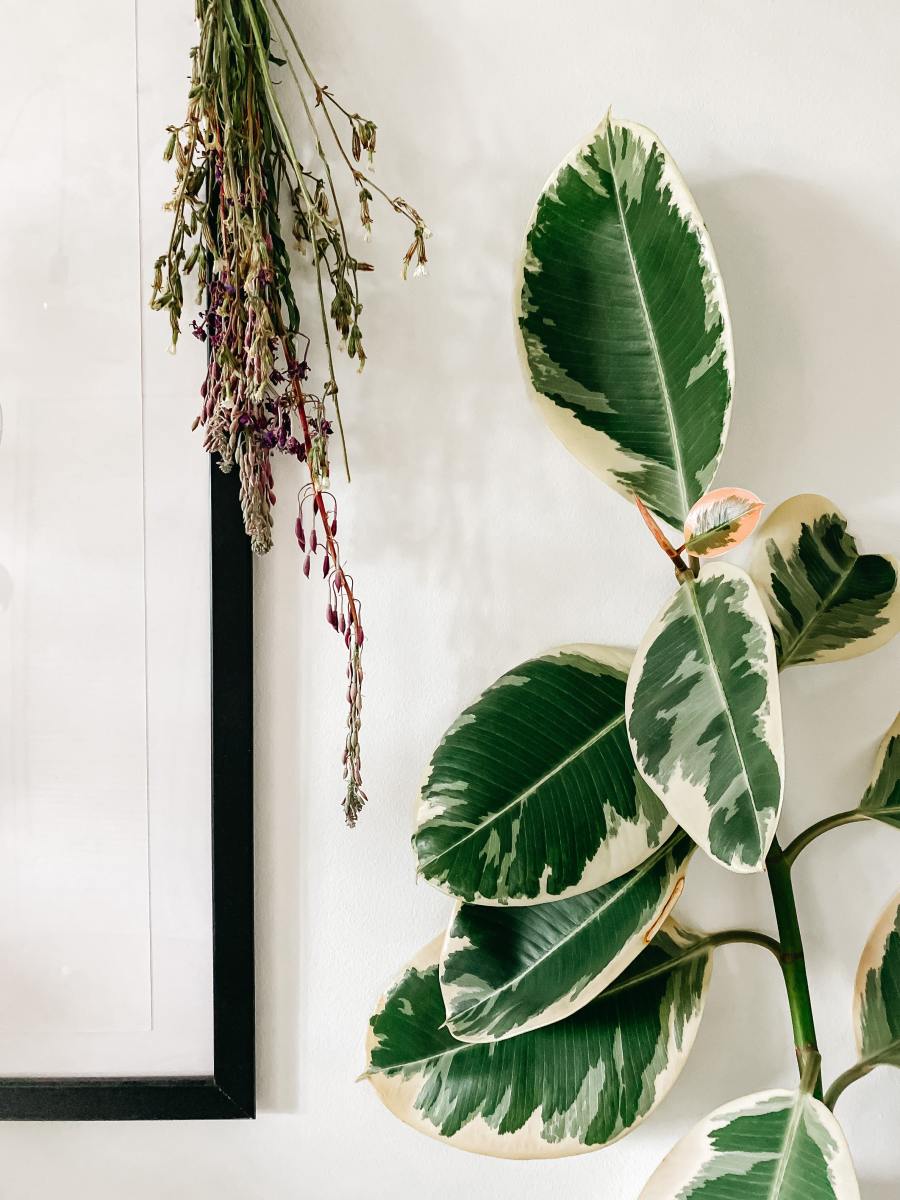 Green Clean: Using Plants to Improve Indoor Air Quality - HubPages