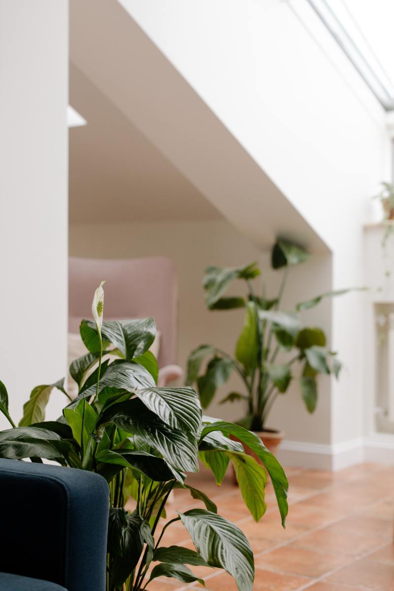 Green Clean: Using Plants to Improve Indoor Air Quality - HubPages