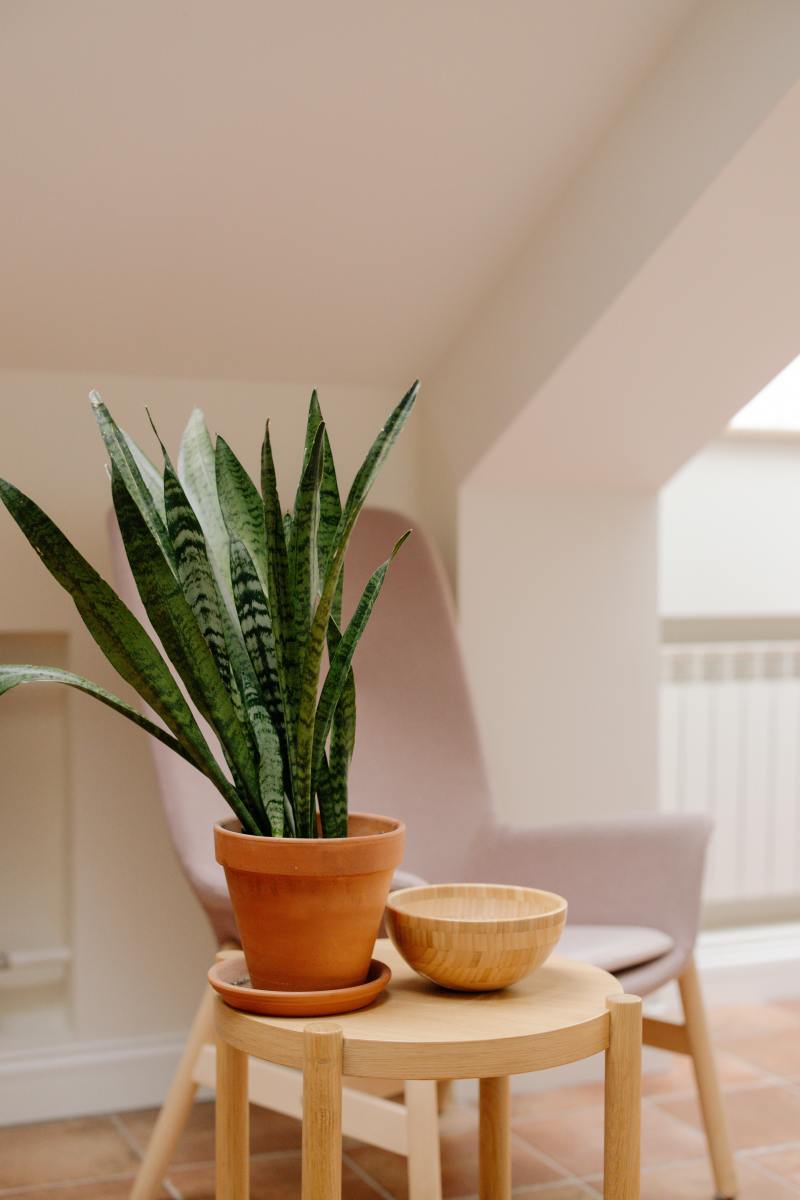 Green Clean: Using Plants to Improve Indoor Air Quality - HubPages