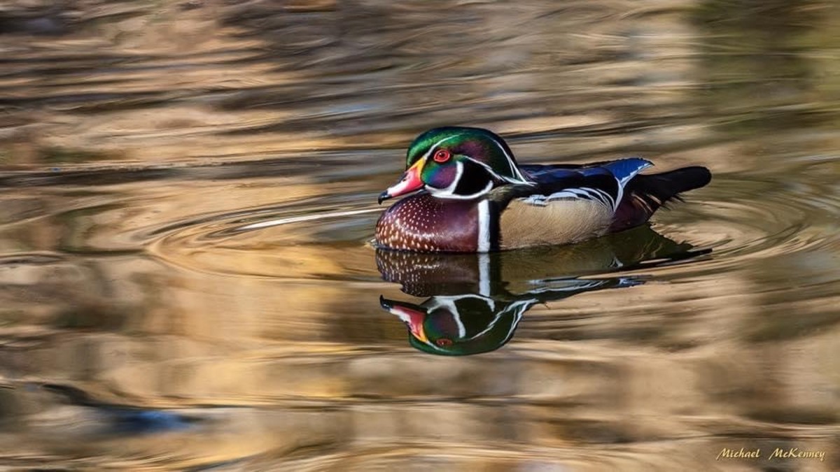 Colorful Wood Ducks and the Continuing Threats They Face - HubPages