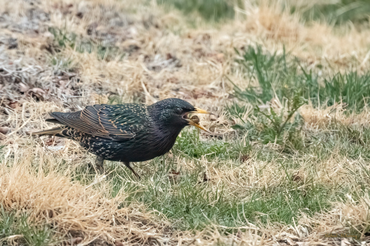 Colorful Wood Ducks and the Continuing Threats They Face - HubPages