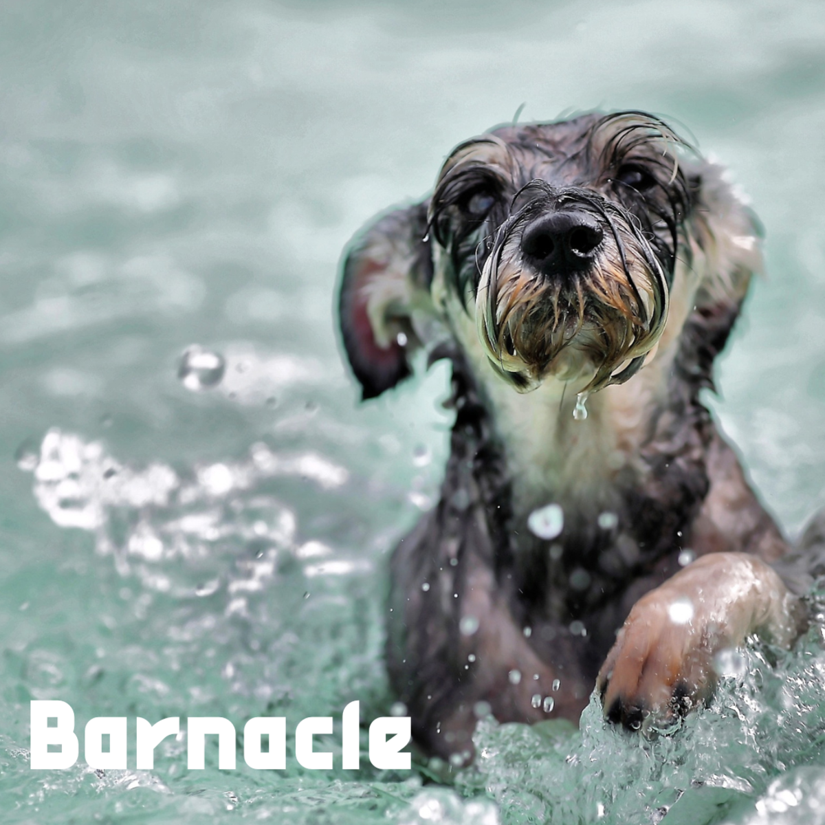 150+ Ocean Names for Dogs - HubPages