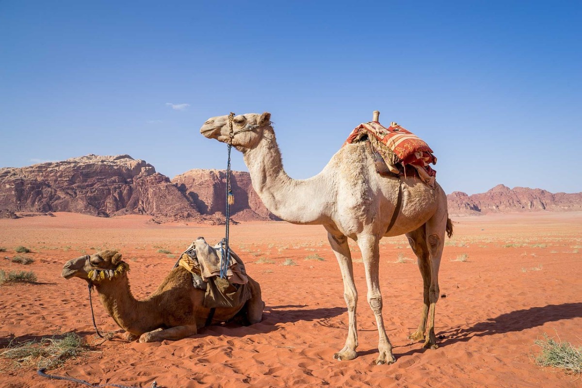 20 Animal Names in Punjabi - HubPages