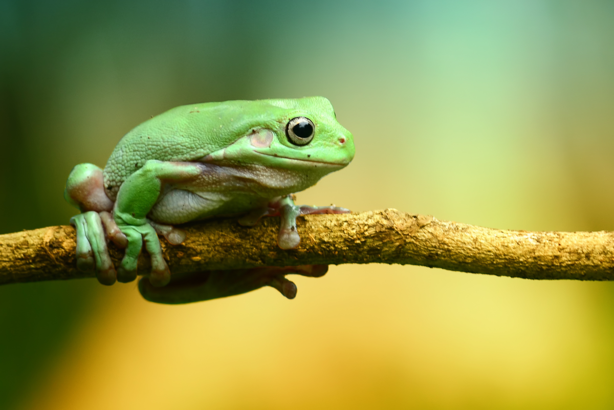 200 Pet Frog Names PetHelpful