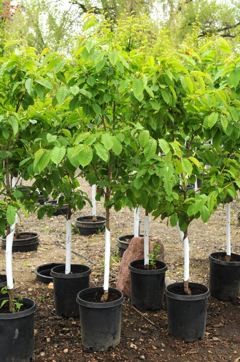 Growing Tips for a Successful Cherry Harvest - HubPages