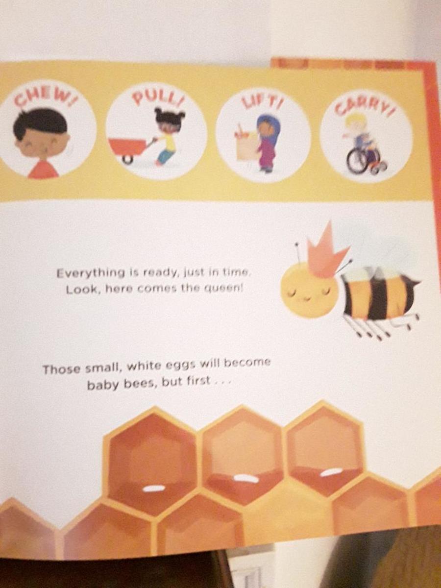 Bees and Raccoons As Part of Amazing Wildlife in Two Picture Books From ...