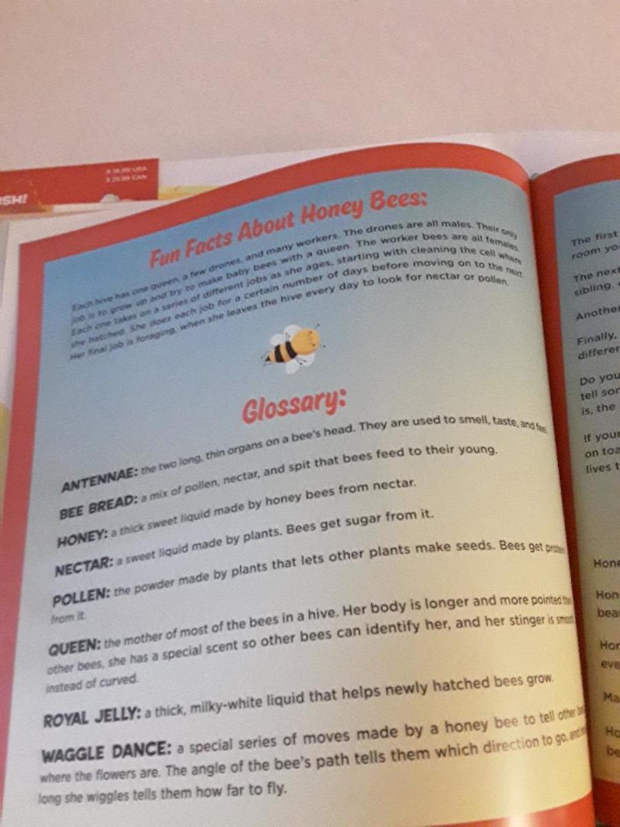 Bees and Raccoons As Part of Amazing Wildlife in Two Picture Books From ...