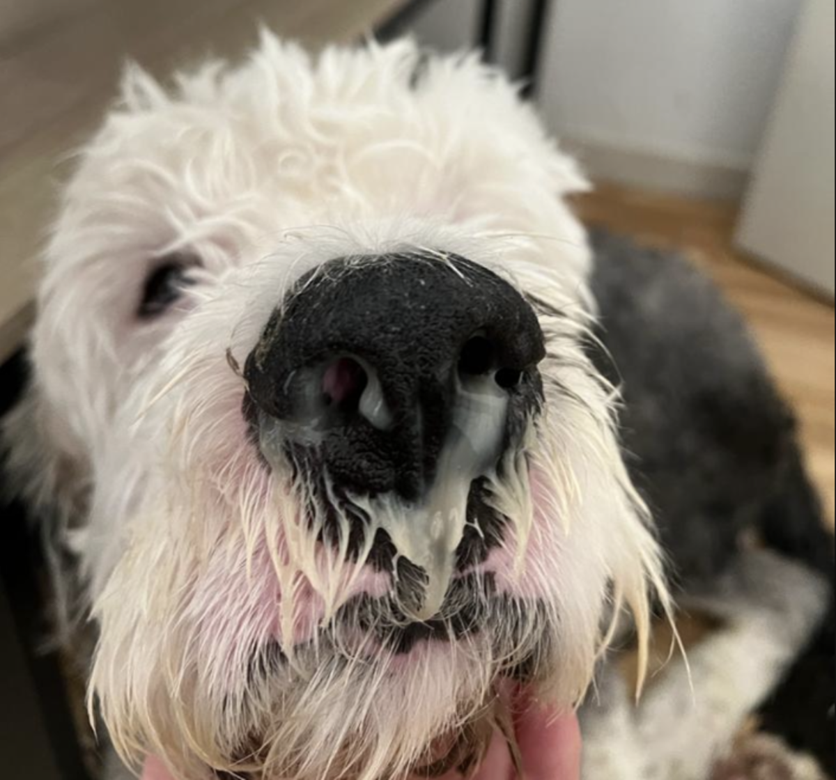 My Dog s Nose Won t Stop Dripping Mucus What Can I Do PetHelpful My Dog s Nose Won t Stop Dripping Mucus What Can I Do PetHelpful