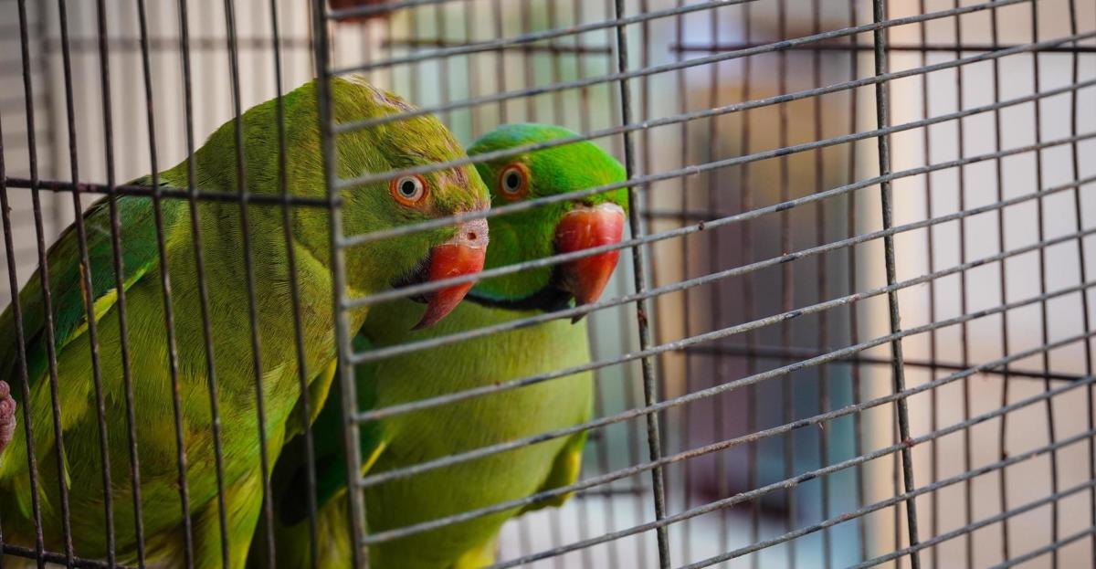 Beauty Of Parrots - HubPages
