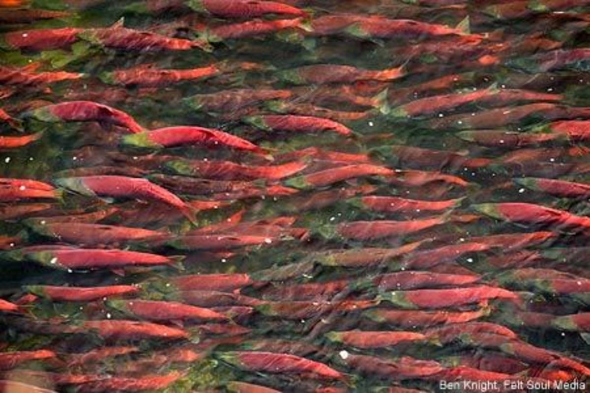 How Rewilding America Is Restoring Balance and Biodiversity to Our ...