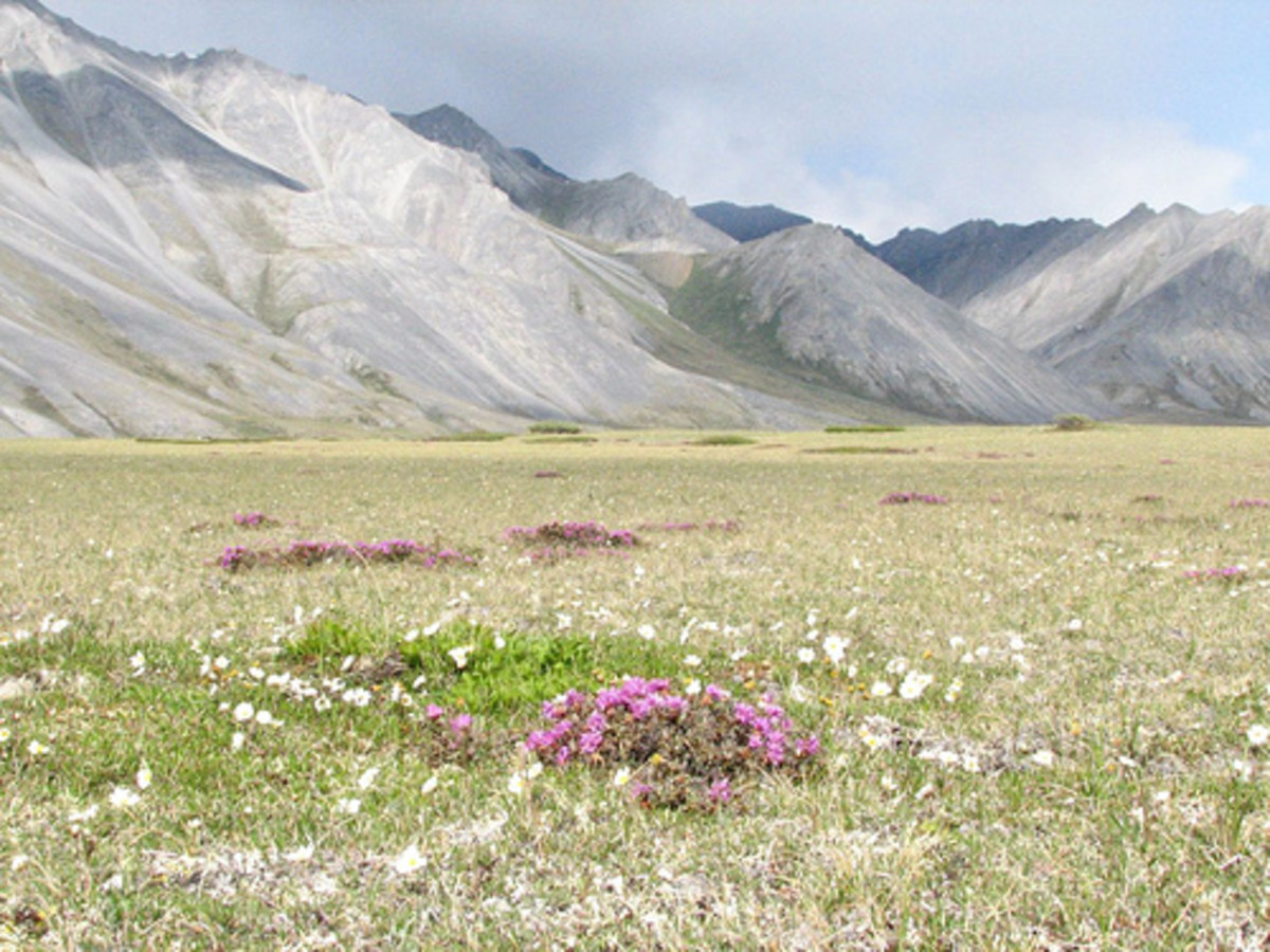 Tundra Biomes - HubPages