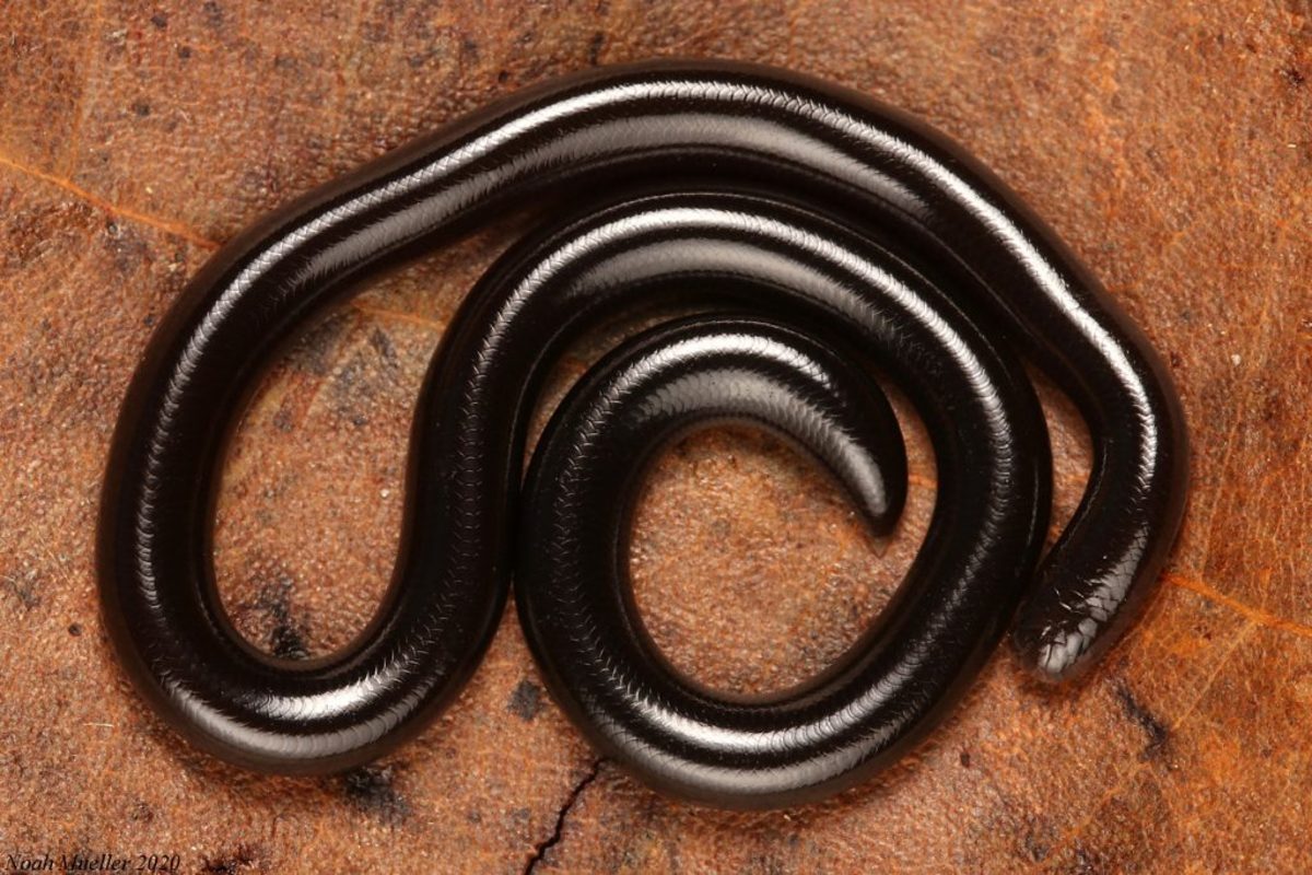 The Rare But Fascinating Phenomenon of Virgin Births in the Animal ...