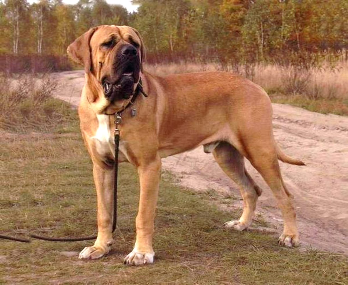 15 Dog Breeds That Look Like the Pit Bull Terrier - HubPages