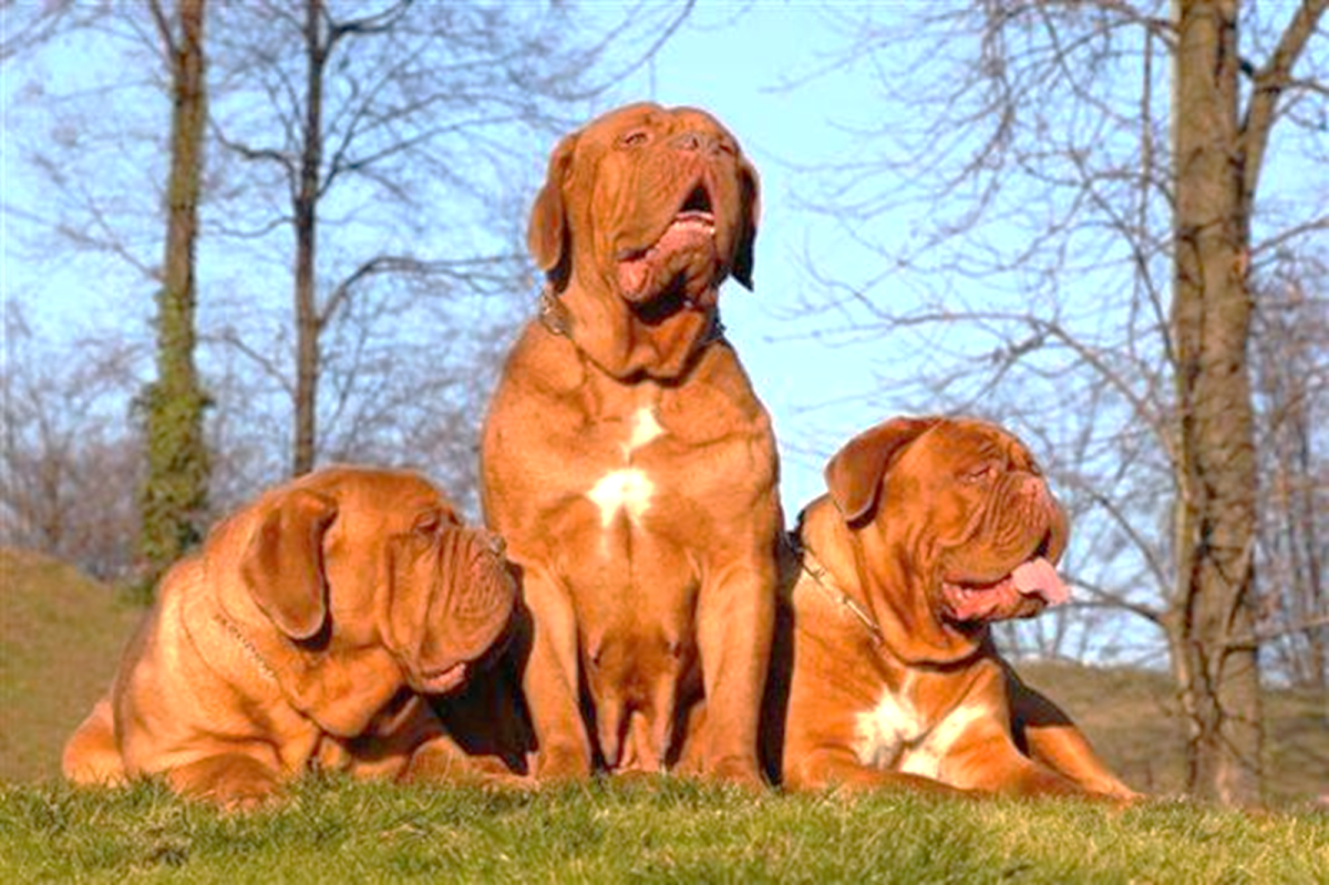 15 Dog Breeds That Look Like the Pit Bull Terrier - HubPages