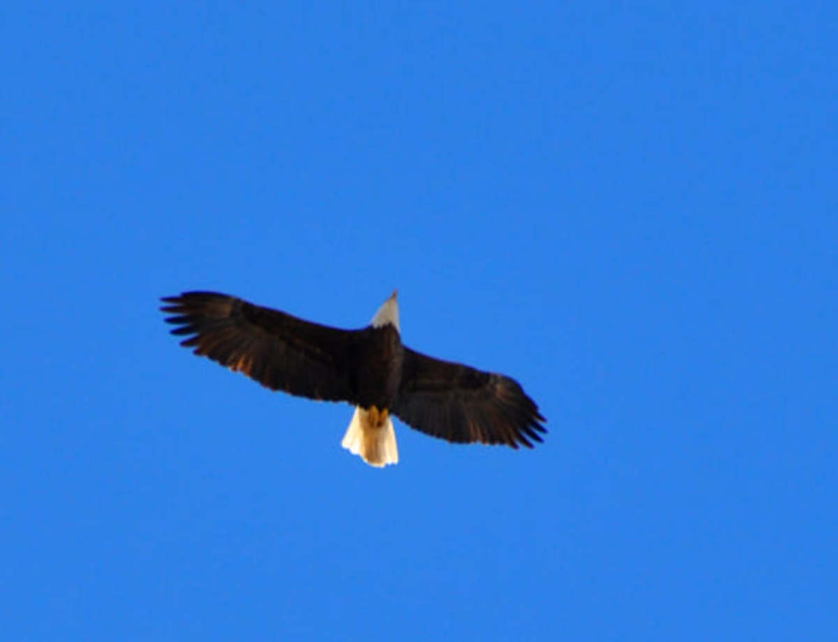 How to Identify Bald Eagles by Wing Pattern - HubPages