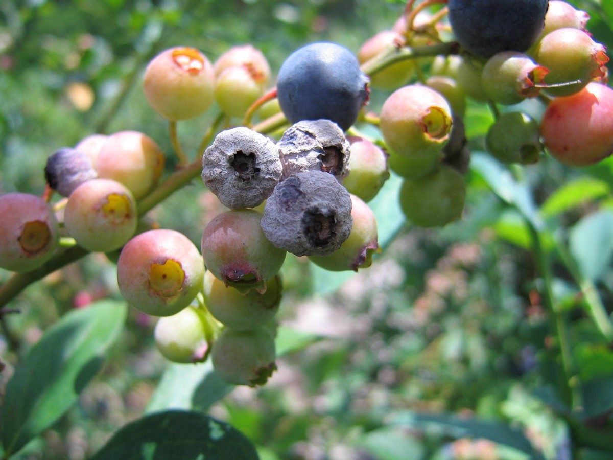 Comprehensive Guide to Growing Blueberries in North America - HubPages