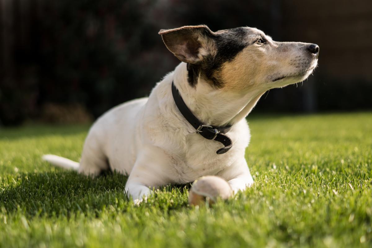 Ineffective Dog Training Techniques (And Better Solutions) - HubPages