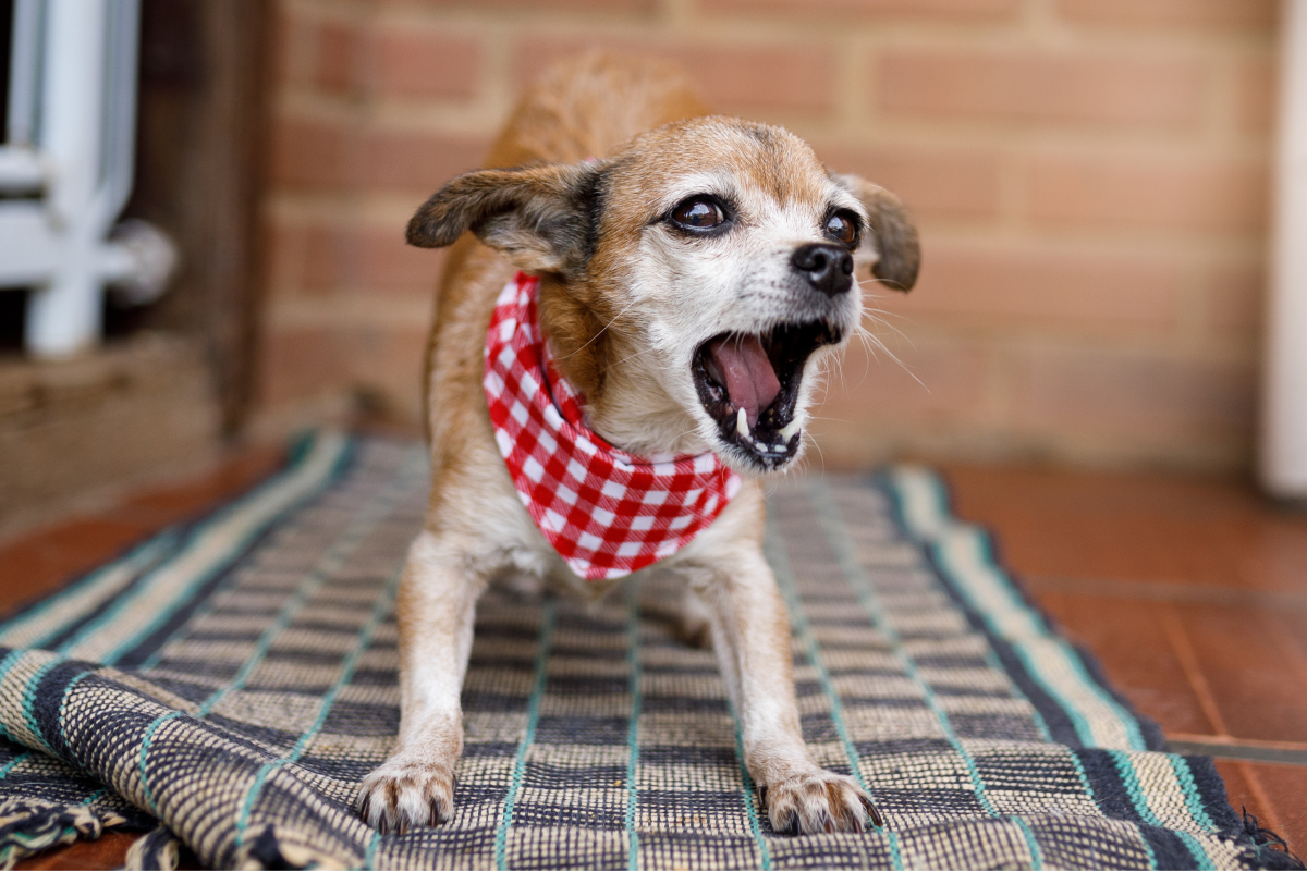 How To Stop Your Dog s Barking When Preparing Their Food PetHelpful How To Stop Your Dog s Barking When Preparing Their Food PetHelpful