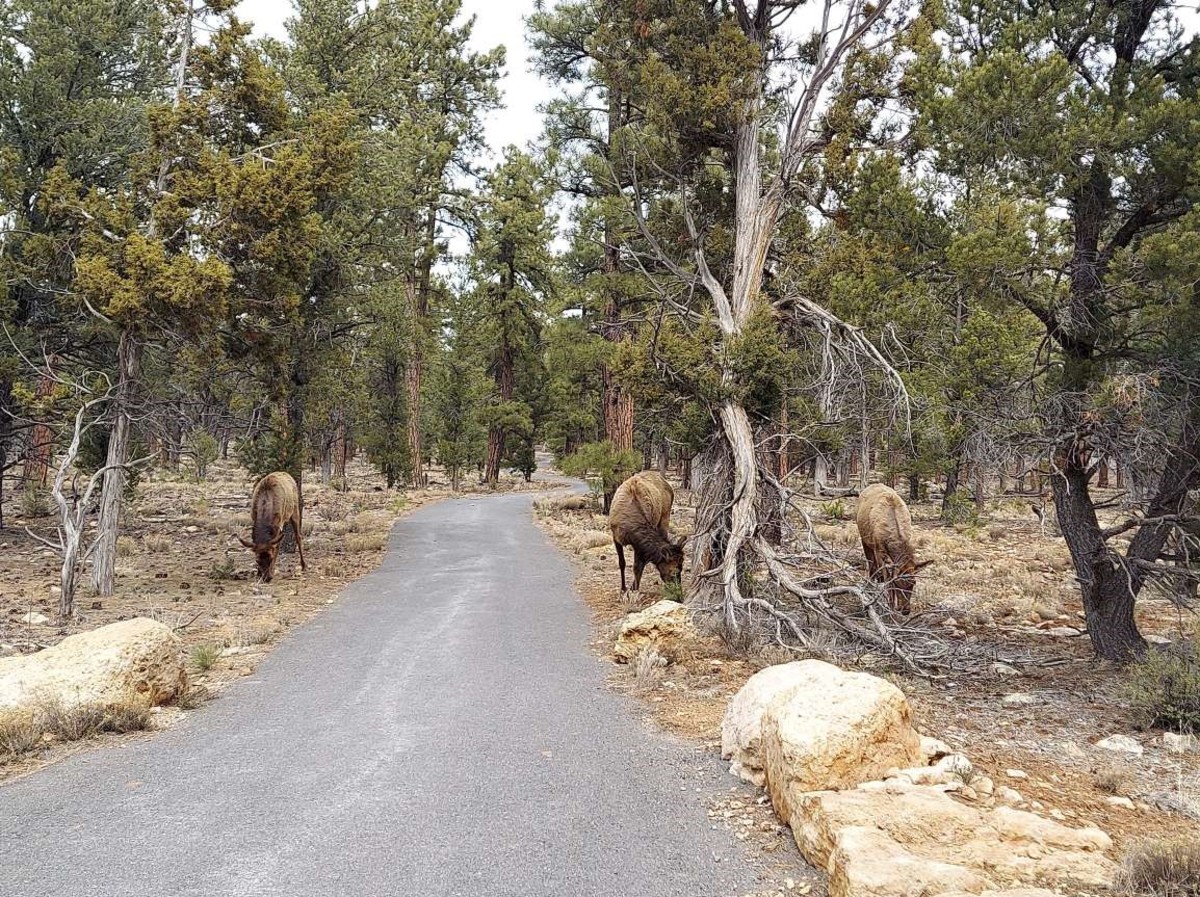 Wildlife Sightings When Living Around the Grand Canyon - HubPages