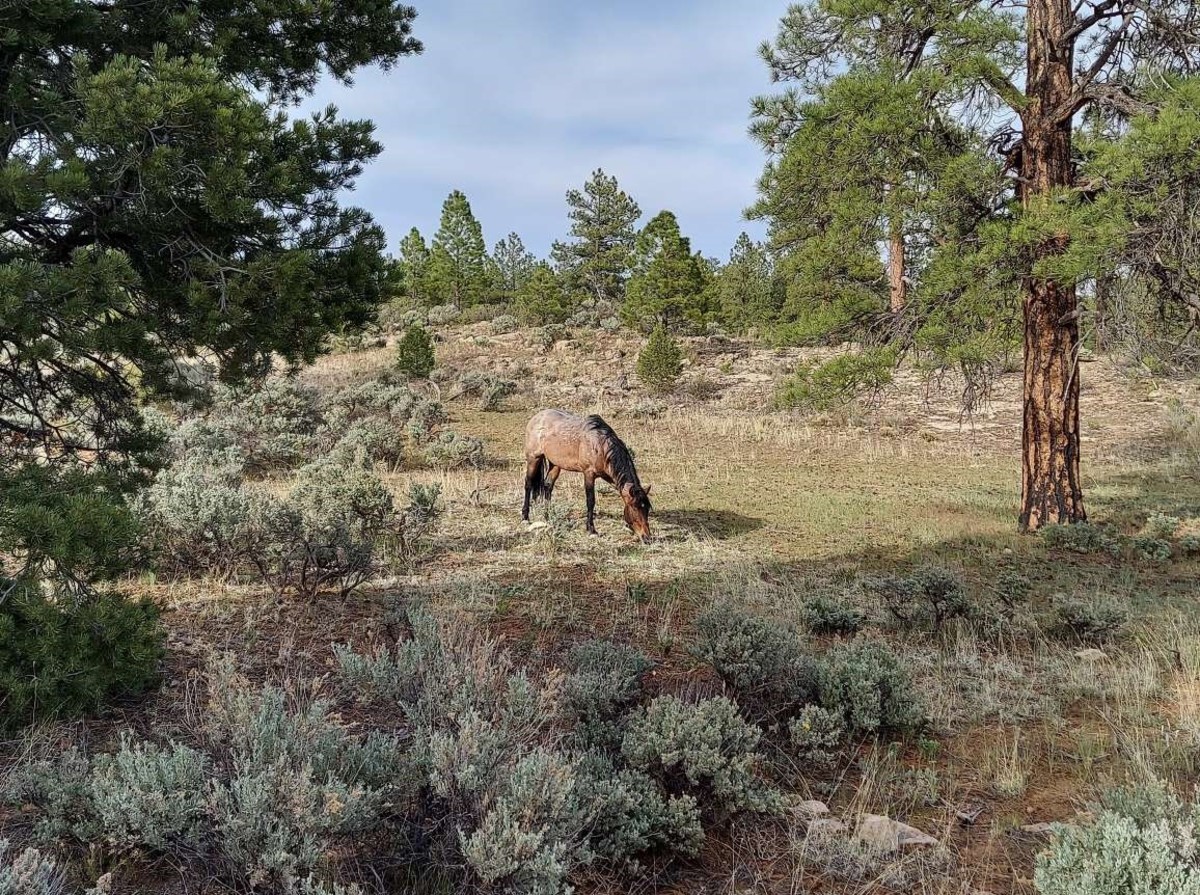 Wildlife Sightings When Living Around the Grand Canyon - HubPages