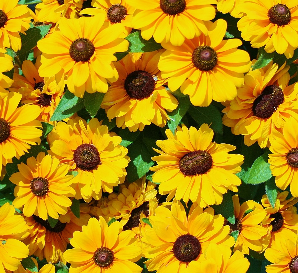 St. Clement's Island, Maryland's Birthplace - HubPages