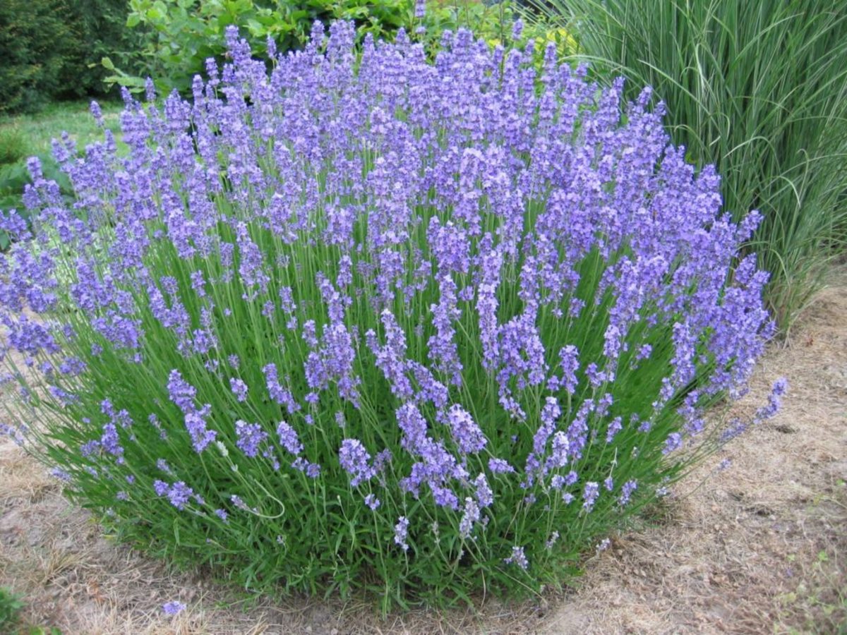 Plant a Lavender Bush to Attract Pollinators Like Butterflies and Bees ...